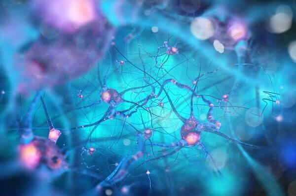 Le neurone : caractéristiques et fonctionnement - Nos Pensées