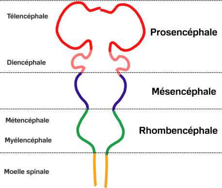 Mésencéphale : caractéristiques et fonctions - Nos Pensées